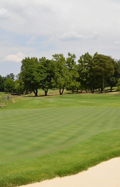 T-1 CREEPING BENTGRASS | Mayford